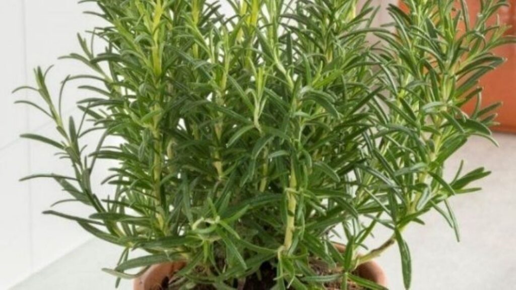 Propiedades del romero, para qué sirve y cómo prepararlo | La Palabra Crítica